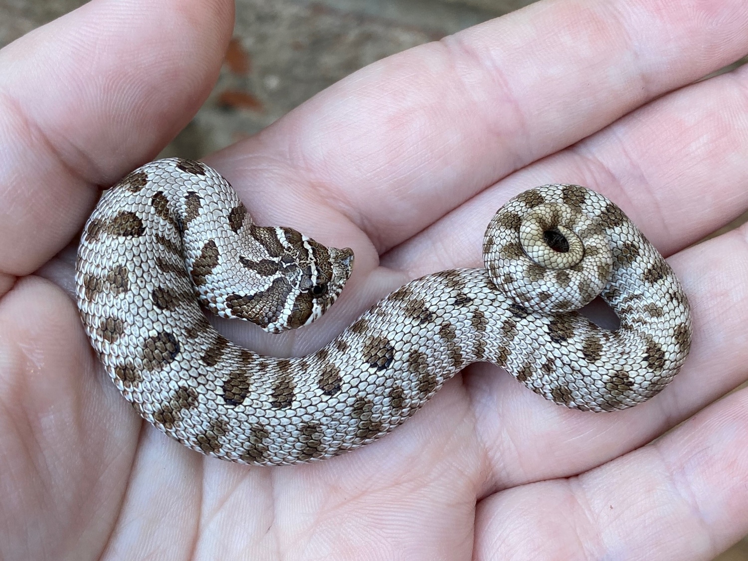 Arctic Conda Het Albino Western Hognose by Sunfish Exotics - MorphMarket
