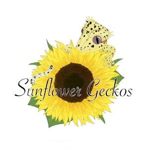 Sunflower Geckos - MorphMarket