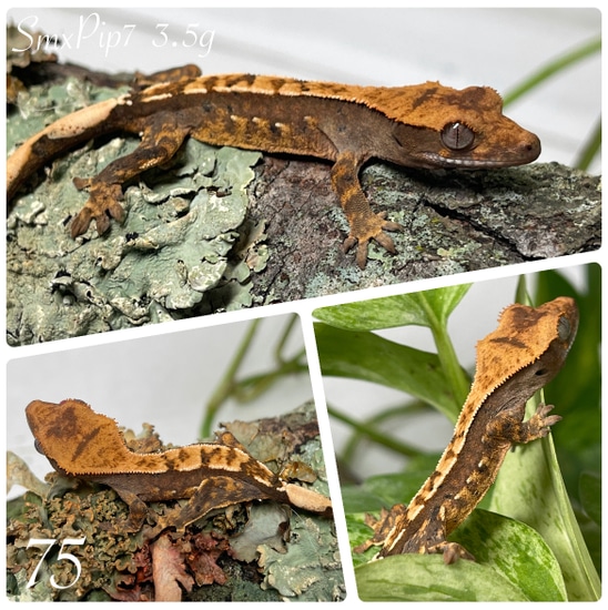 Partial Pinstripe Harlequin Crested Gecko by Sunflower Geckos