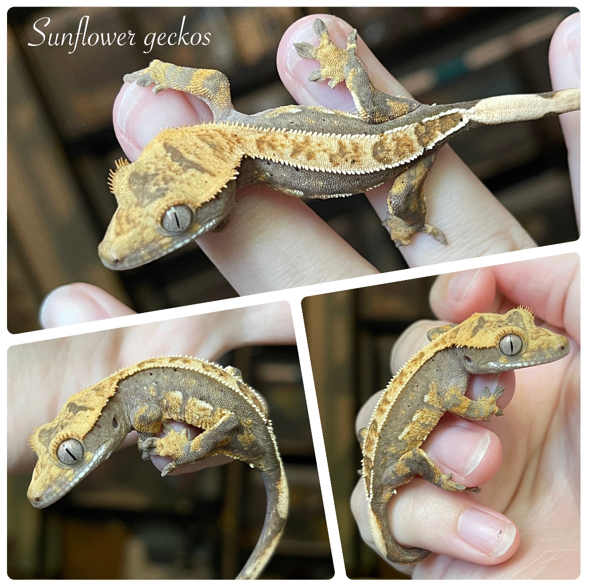 Partial Pinstripe Harlequin Crested Gecko by Sunflower Geckos - MorphMarket