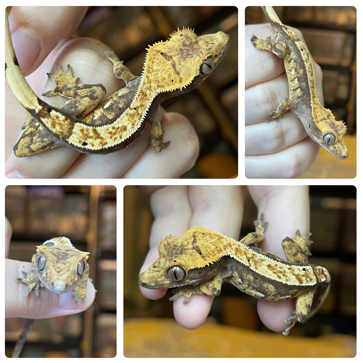 Free Shipping!! Harlequin Partial Pinstripe Crested Gecko by Sunflower ...