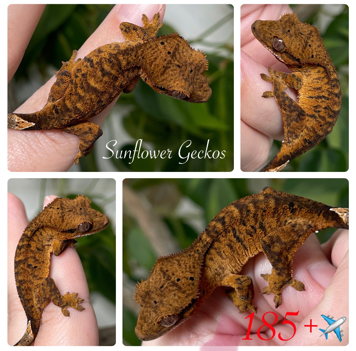 Super Dalmatian Crested Gecko by Sunflower Geckos - MorphMarket