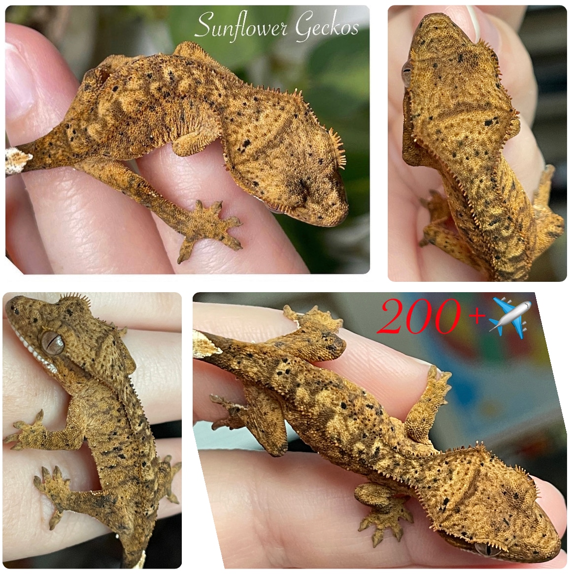 Super Dalmatian Crested Gecko by Sunflower Geckos - MorphMarket