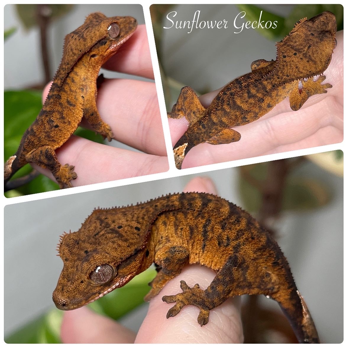Free Shipping!! Super Dalmatian Crested Gecko by Sunflower Geckos ...