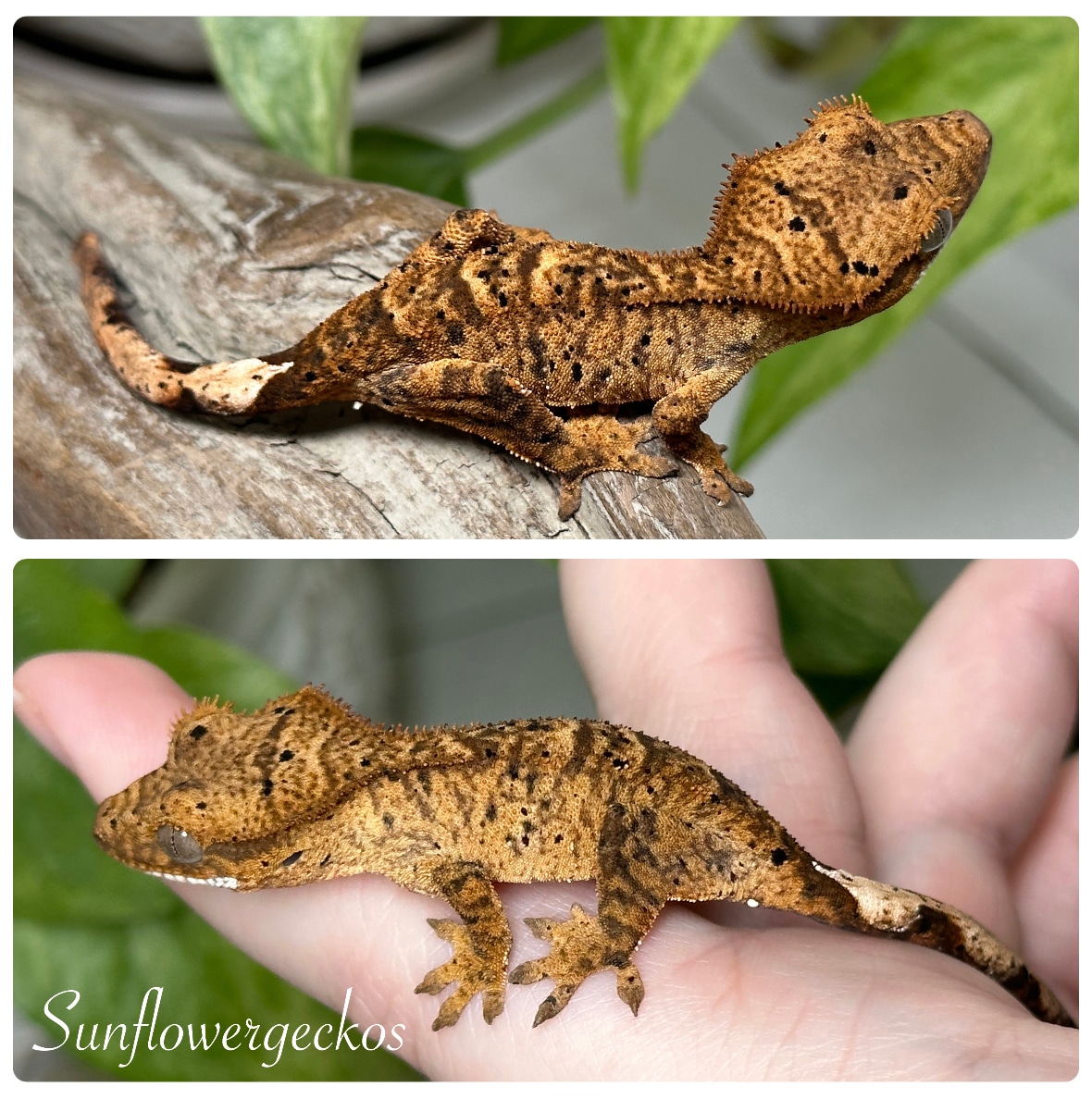 Super Dalmatian Tiger Crested Gecko by Sunflower Geckos - MorphMarket