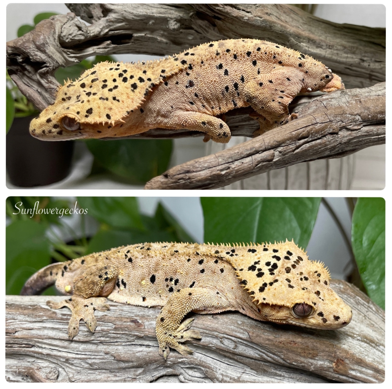 Super Dalmatian Crested Gecko by Sunflower Geckos - MorphMarket