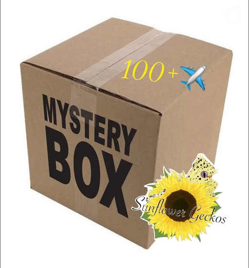 Dalmatian Mystery Box Crested Gecko by Sunflower Geckos