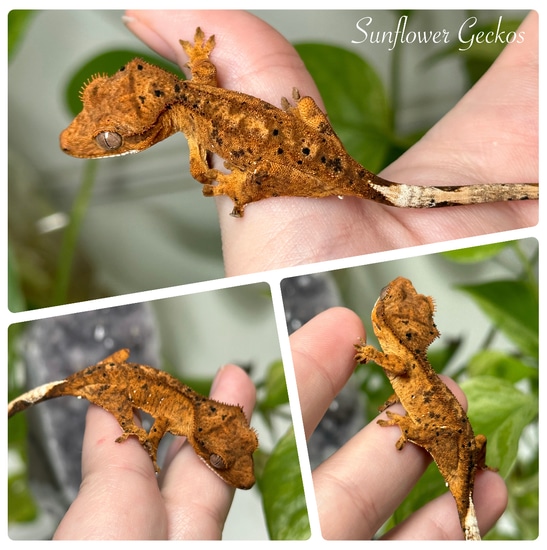 Super Dalmatian Crested Gecko by Sunflower Geckos