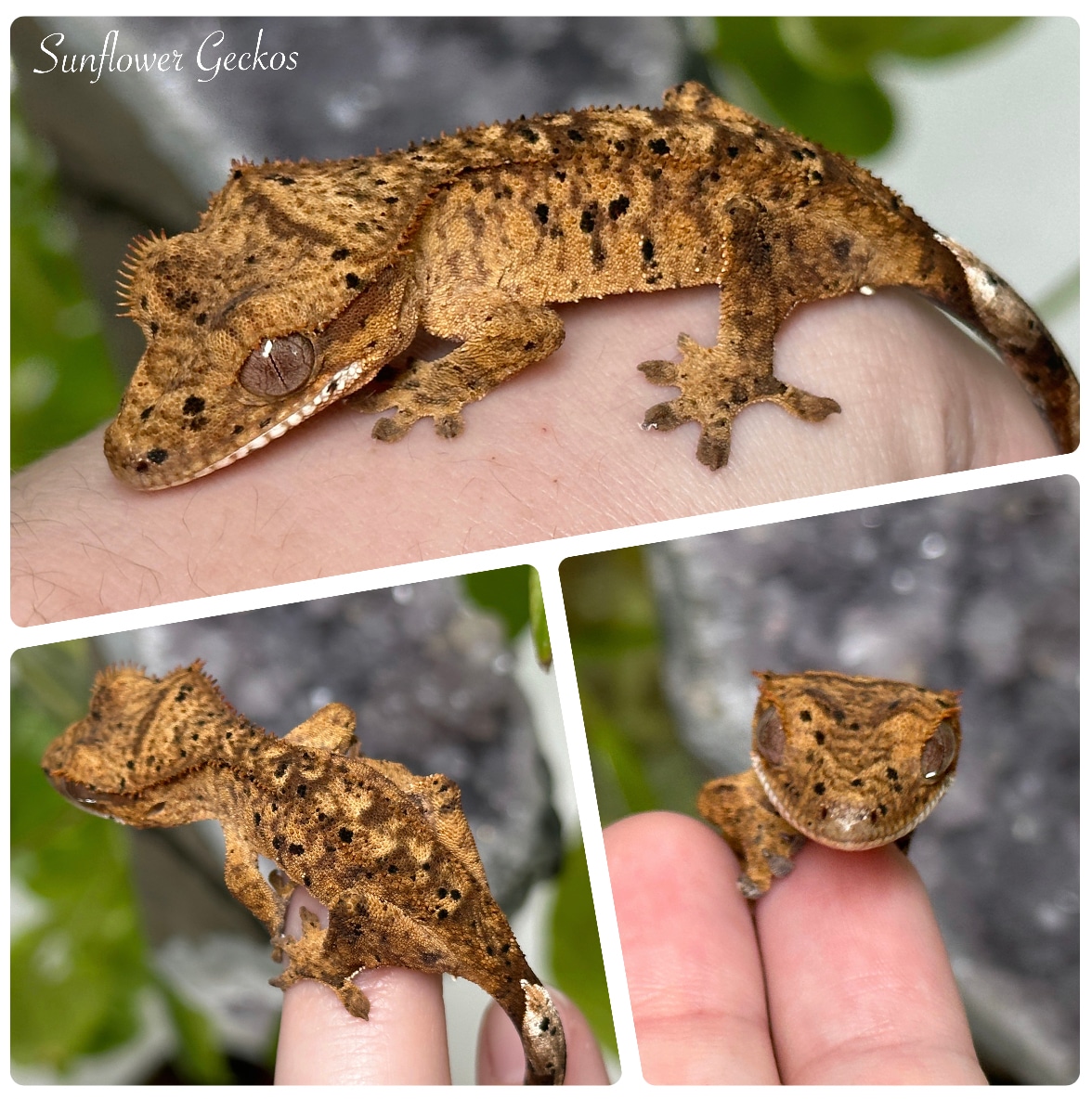 Super Dalmatian Crested Gecko by Sunflower Geckos - MorphMarket