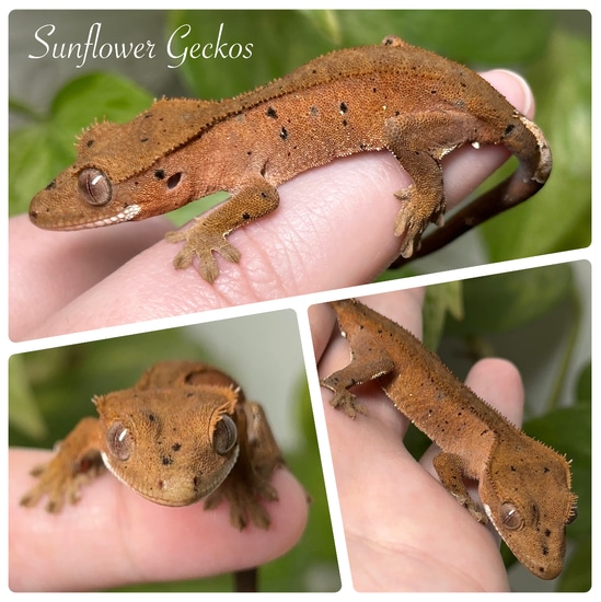 Pos Super Dalmatian Crested Gecko by Sunflower Geckos