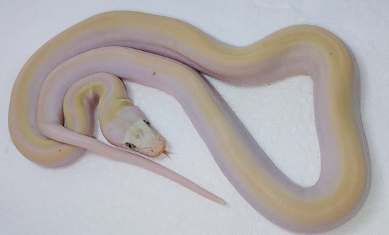 Cow Het Purple Possible Sunfire Reticulated Python by Sunglow Serpents ...