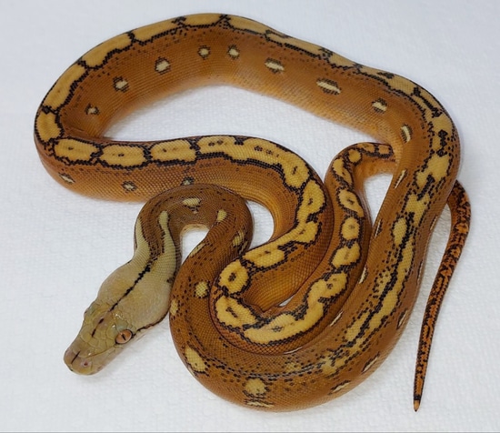 Orange Ghost Stripe Het Purple Reticulated Python by Sunglow Serpents ...