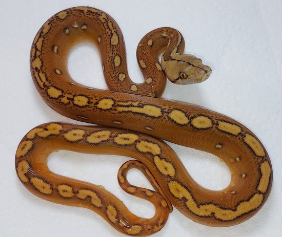 Orange Ghost Stripe Sunfire Het Purple Reticulated Python by Sunglow ...