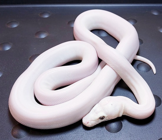 Super Phantom Possible Super Sunfire Reticulated Python by Sunglow ...