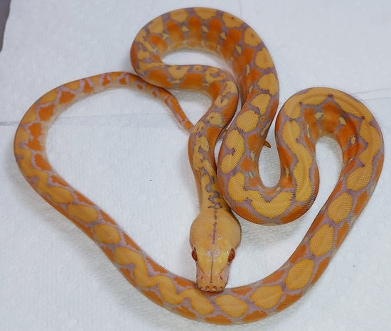 Lavender Het Orange Ghost Stripe Reticulated Python by Sunglow Serpents ...