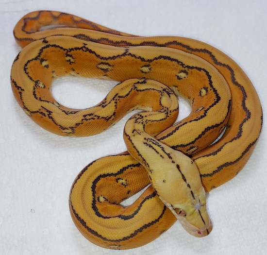 Orange Glow Sun Het Orange Ghost Stripe Reticulated Python by Sunglow ...