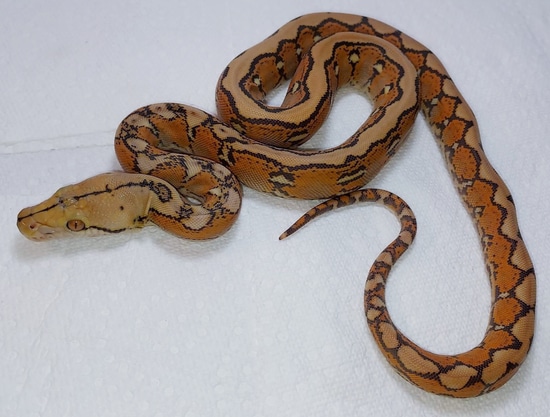 Orange Glow Het Orange Ghost Stripe Reticulated Python by Sunglow ...