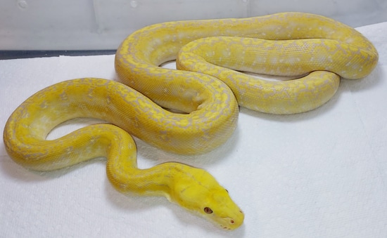 Renick Ghost Marble Phantom Reticulated Python by Sunglow Serpents ...