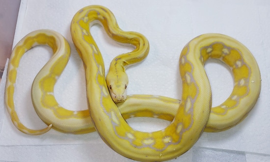 Renick Ghost Sunfire. 4 Ft Reticulated Python by Sunglow Serpents ...