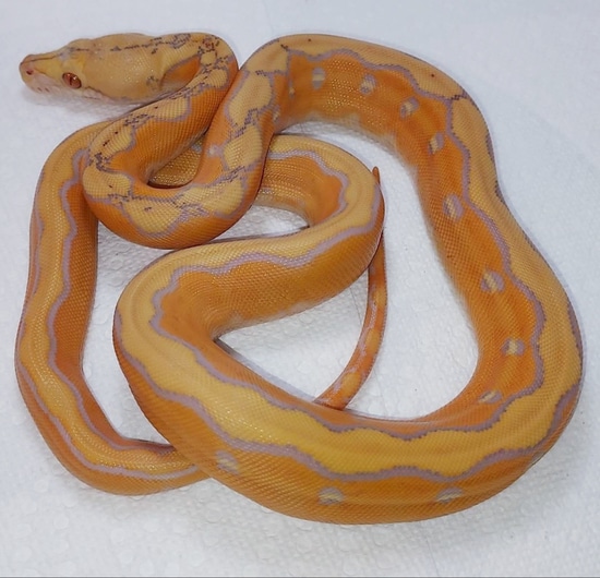 Lavender Sunfire Het Orange Ghost Stripe Reticulated Python by Sunglow ...