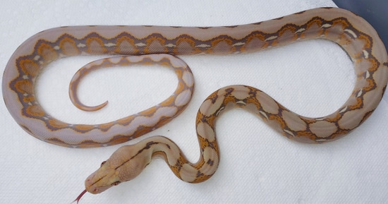 Renick Ghost Het Gs Reticulated Python by Sunglow Serpents Michael Powell