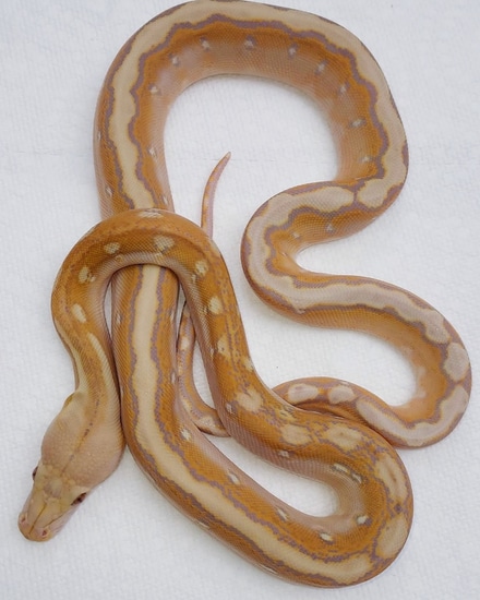 Renick Phantom Ghost Het Gs Reticulated Python by Sunglow Serpents ...