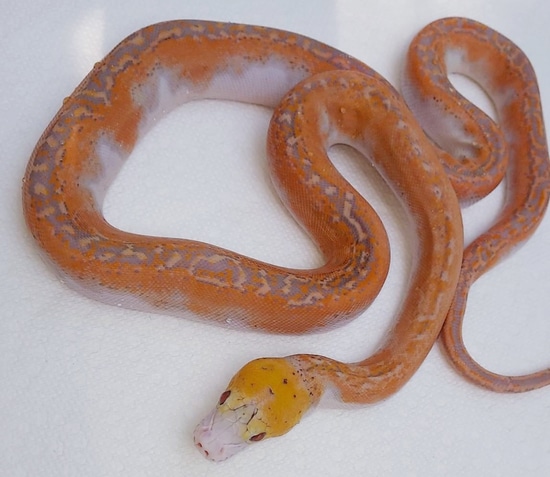Purple Pied Reticulated Python by Sunglow Serpents Michael Powell