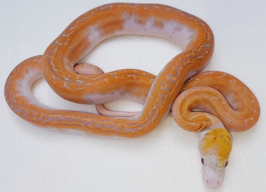 Purple Pied Reticulated Python by Sunglow Serpents Michael Powell