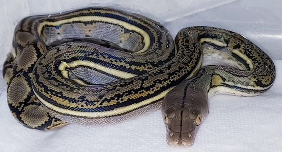 Blue Hypo Reticulated Python by Sunglow Serpents Michael Powell