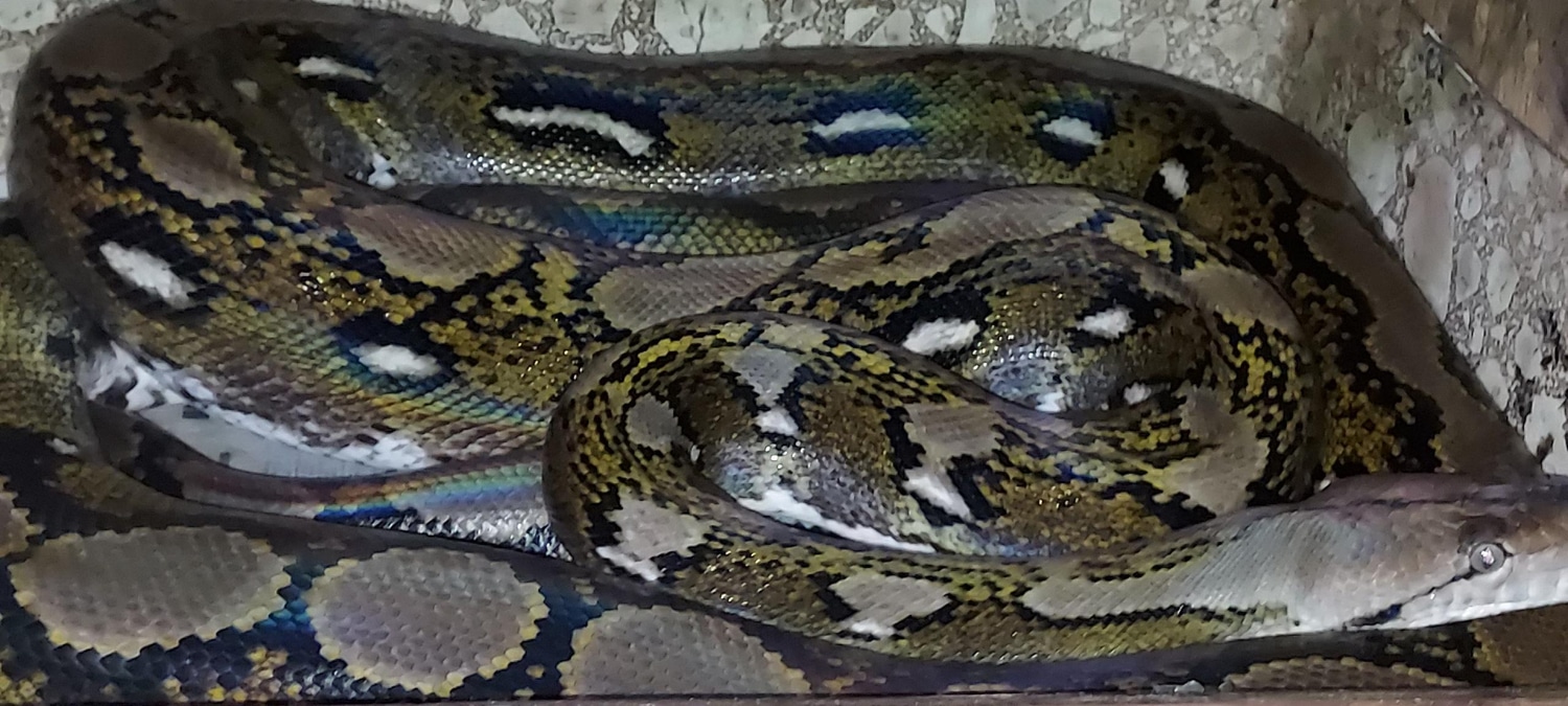 Virgin Sunfire Dh Genetic Stripe Orange Ghost Stripe Reticulated Python ...