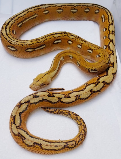 Orange Ghost Stripe Het Purple 50 % Het Genetic Stripe Reticulated ...