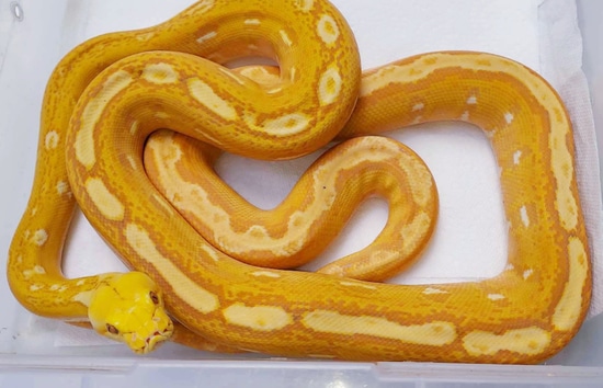 Purple Orange Ghost Stripe. Over A Year Old 5ft Reticulated Python by ...