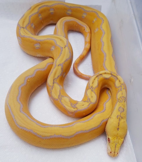 1 Year Old Lavender Sunfire Het Ogs Reticulated Python by Sunglow ...