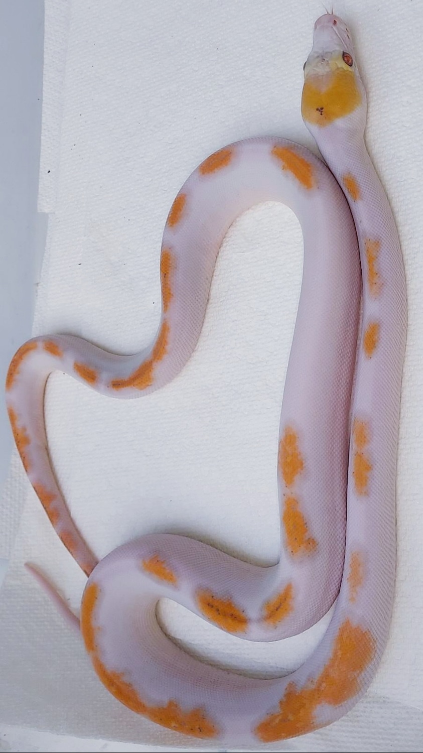 Purple Platty Pied Reticulated Python by Sunglow Serpents Michael ...