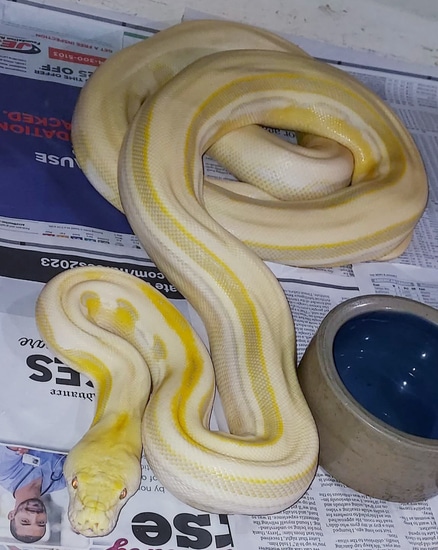 Purple Sunfire Genetic Stripe Reticulated Python by Sunglow Serpents ...