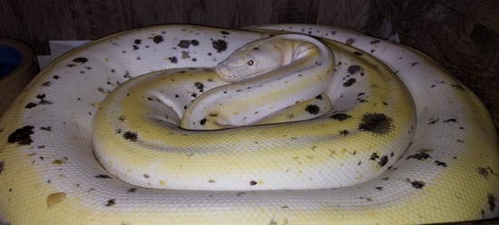 4 Year Old Cow Het Purple Poss Sunfire Reticulated Python by Sunglow ...