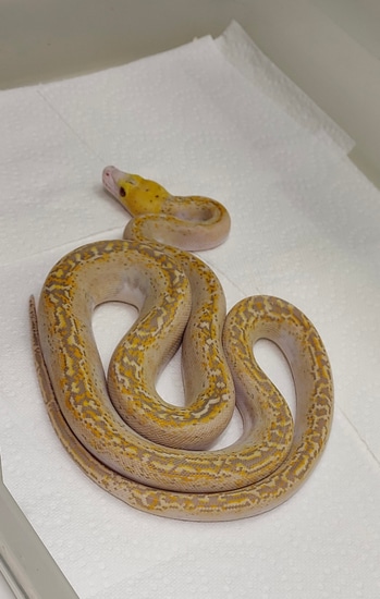 Purple Pied Reticulated Python by Sunglow Serpents Michael Powell