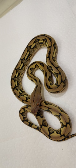 Tiger Dh Blue Hypo Indo Caramel Reticulated Python by Sunglow Serpents ...