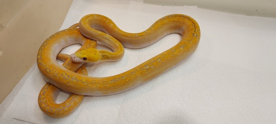 Purple Pied Reticulated Python by Sunglow Serpents Michael Powell