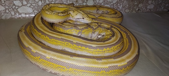 Female Virgin Orange Glow Marble Het Purple Reticulated Python by ...