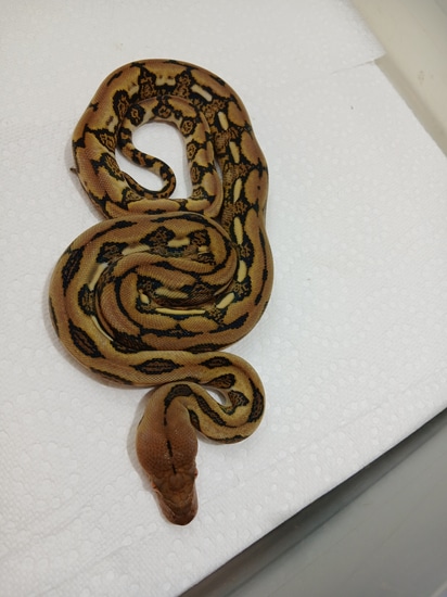 Tiger Dh Blue Hypo Indo Caramel Reticulated Python by Sunglow Serpents ...