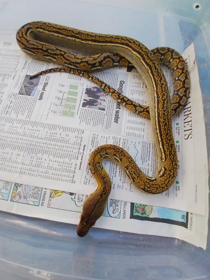 Blue Hypo Reticulated Python by Sunglow Serpents Michael Powell