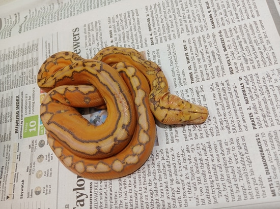Orange Glow Marble Sun Het Purple Reticulated Python by Sunglow ...