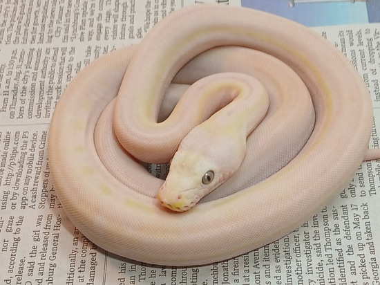 Cow Het Purple Probable Sunfire Reticulated Python by Sunglow Serpents ...