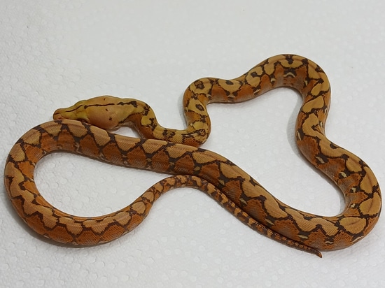 Orange Glow Het Purple Reticulated Python by Sunglow Serpents Michael ...