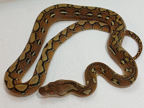 Dh Purple Ogs Reticulated Python by Sunglow Serpents Michael Powell