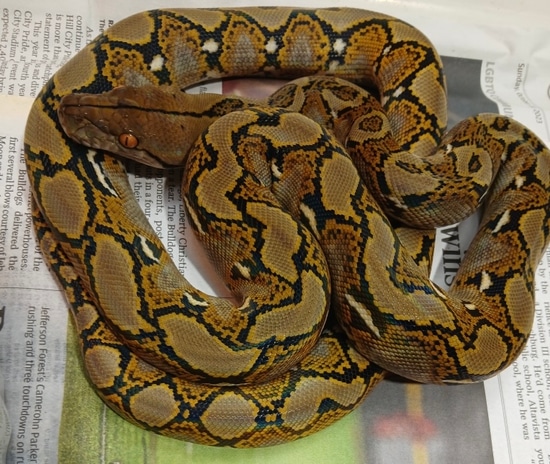 Dh Blue Hypo Indo Carmel Reticulated Python by Sunglow Serpents Michael ...