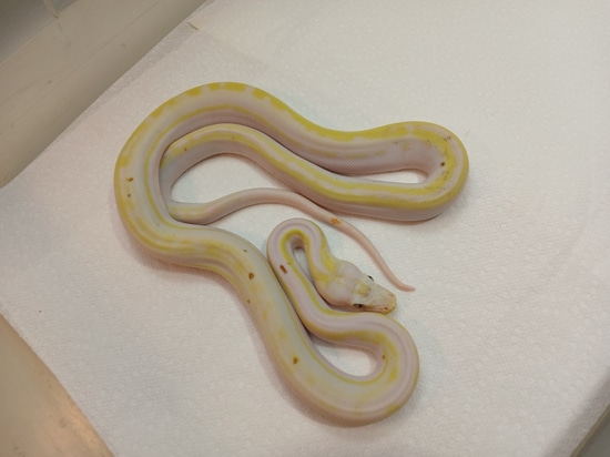 Cow Het Purple Prob Sunfire Reticulated Python by Sunglow Serpents ...