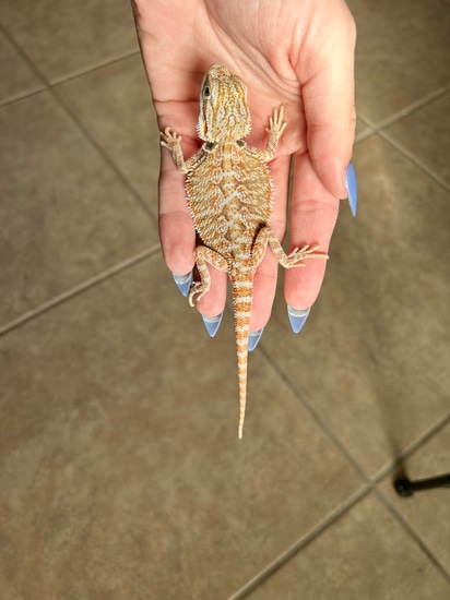 Red Male♥️50% OFF♥️ Central Bearded Dragon by Sun Kissed Dragons