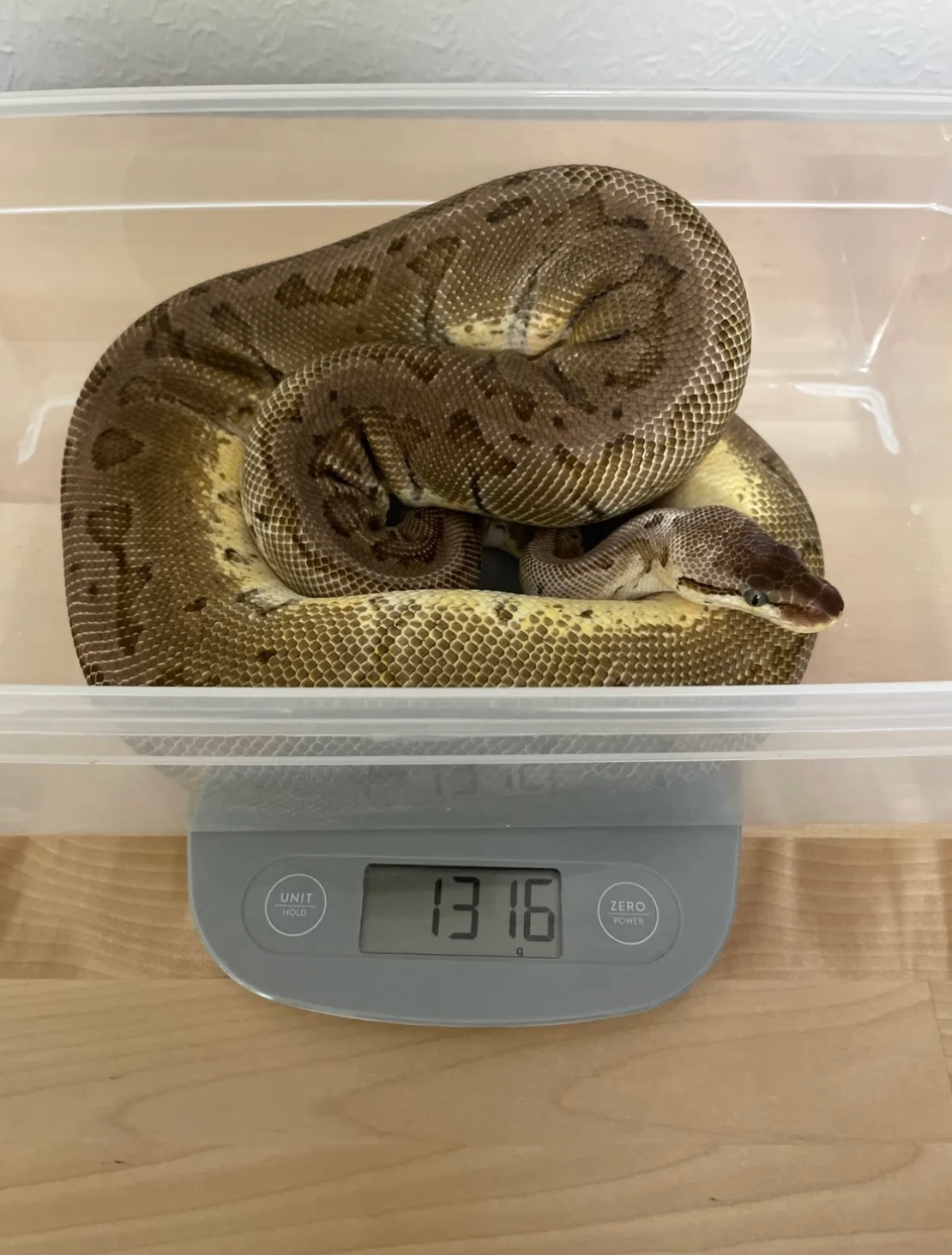 Pastel Pinstripe 100% Het Piebald Ball Python by Sunkissed Exotics - MorphMarket